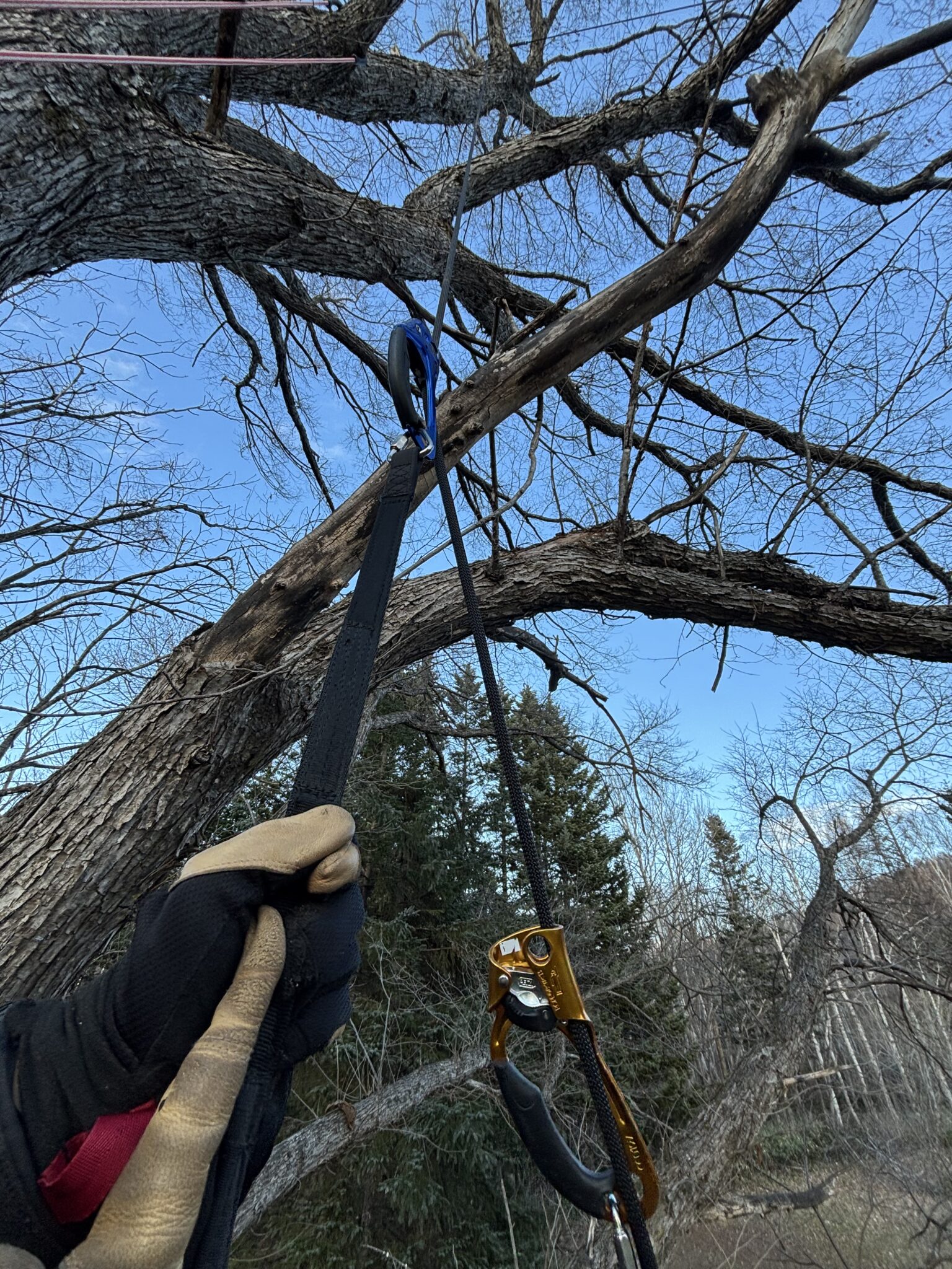 TMCA ツリーイング T-2認定講座を受講しました